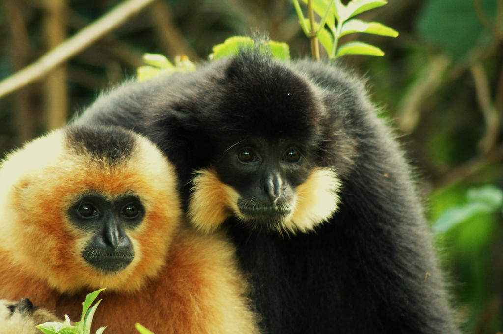 Monkeyland Primate Sanctuary Plettenberg Bay Attractions
